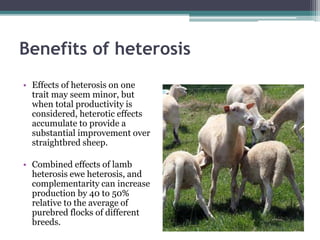 Crossbreeding with Katahdins | PPTX