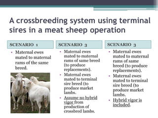 Crossbreeding with Katahdins | PPTX