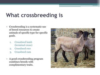 Crossbreeding with Katahdins | PPTX
