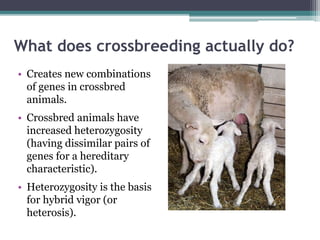 Crossbreeding with Katahdins | PPTX