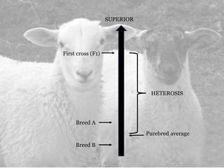 Crossbreeding with Katahdins | PPTX