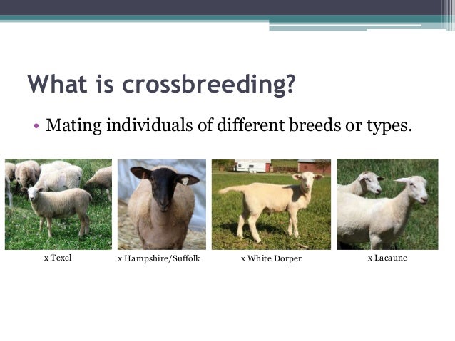 Crossbreeding with Katahdins