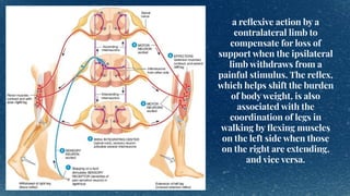 Crossed extention reflex | PDF