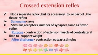 Crossed extention reflex | PDF
