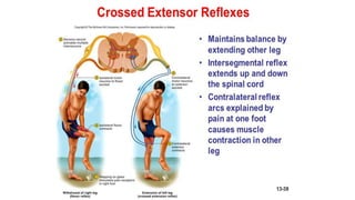 Crossed extention reflex | PDF