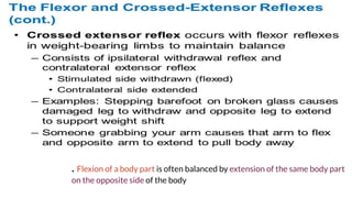 Crossed extention reflex | PDF