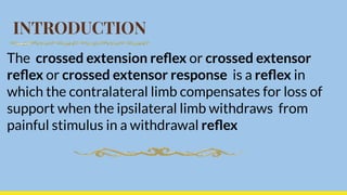 Crossed extention reflex | PDF