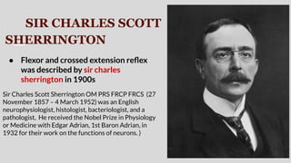 Crossed extention reflex | PDF