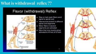 Crossed extention reflex | PDF