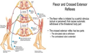 Crossed Extension Reflex