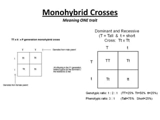 Crosses and pedigrees | PPT