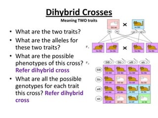 Crosses and pedigrees | PPTX | Internet for Beginners | Internet