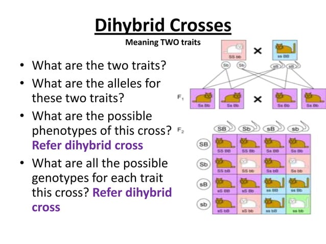 Crosses and pedigrees | PPTX | Internet for Beginners | Internet