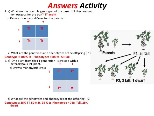 Crosses and pedigrees