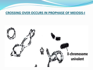 Crossing over | PPTX