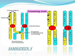 Crossing Over Definition