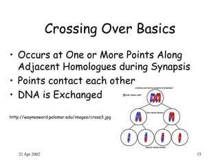 Crossing over | PPT