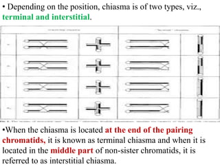 Crossing over | PPTX
