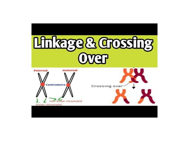 Crossing Over.pptx