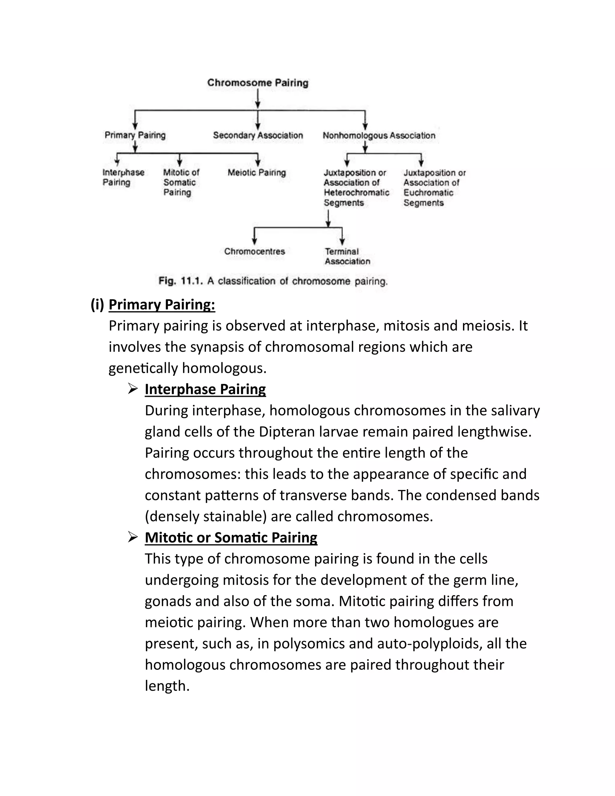 Chromosome pairing and Crossing over .docx