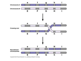 Crossing over and independent assortment | PPTX