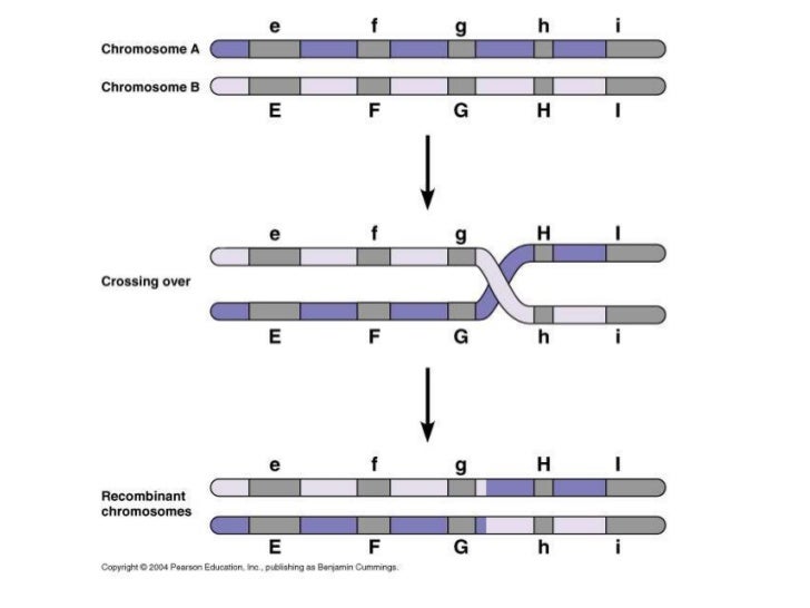 Crossing over and independent assortment