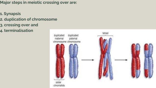 Crossing over and Recombination in Meiosos.pdf