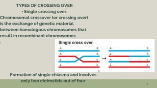 Crossing over and Recombination in Meiosos.pdf
