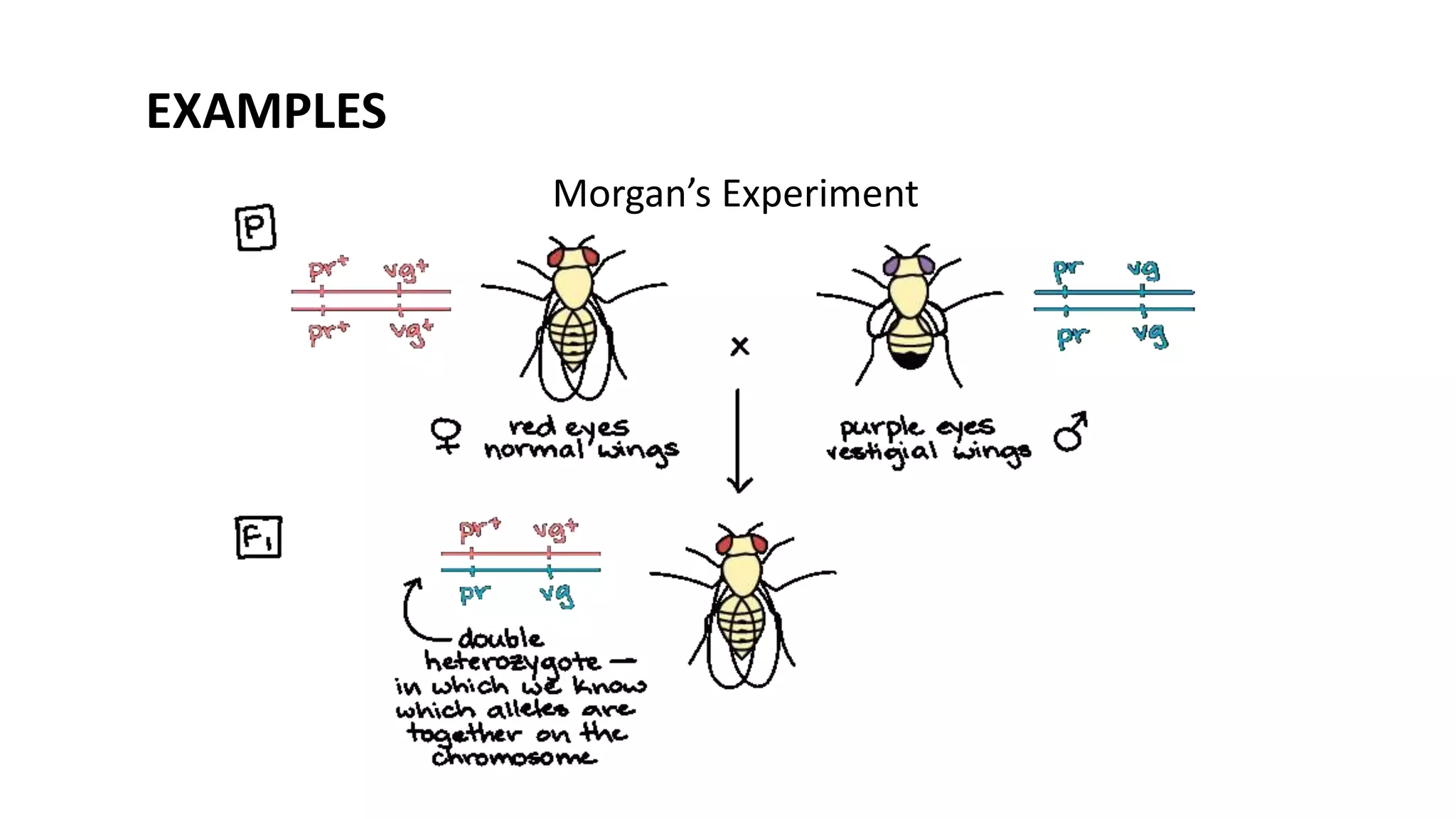 Crossing over, Concepts, Examples, Questions | PPSX