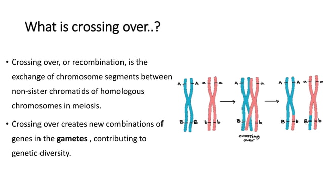 Crossing over, Concepts, Examples, Questions
