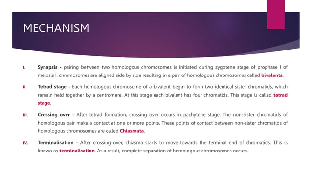 Meiosis stage: Crossing over take places | PPTX | Genetics | Science