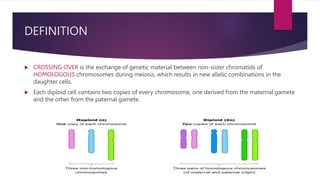 Meiosis stage: Crossing over take places | PPT
