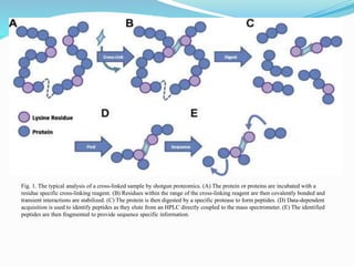 Cross linking by Photo- reactive chemical analogues. | PPT