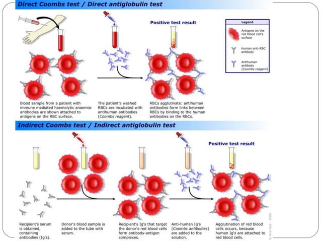 Crossmatching | PPTX