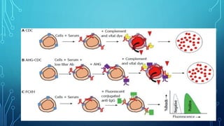 Crossmatch strategies in renal transplantation | PPTX | Blood Disorders ...