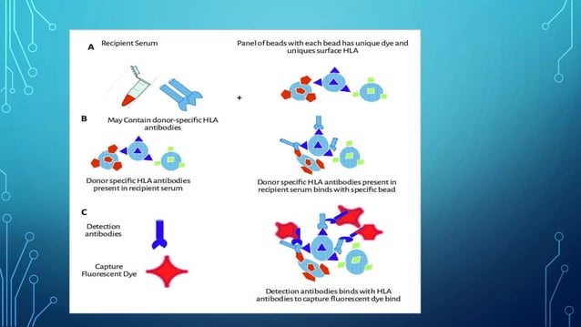 Crossmatch strategies in renal transplantation | PPTX | Blood Disorders ...