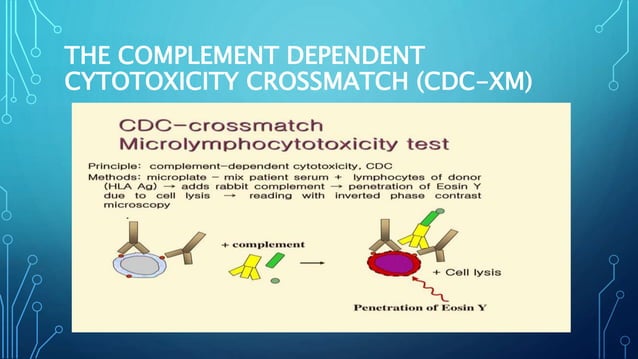 Crossmatch strategies in renal transplantation | PPTX | Blood Disorders ...