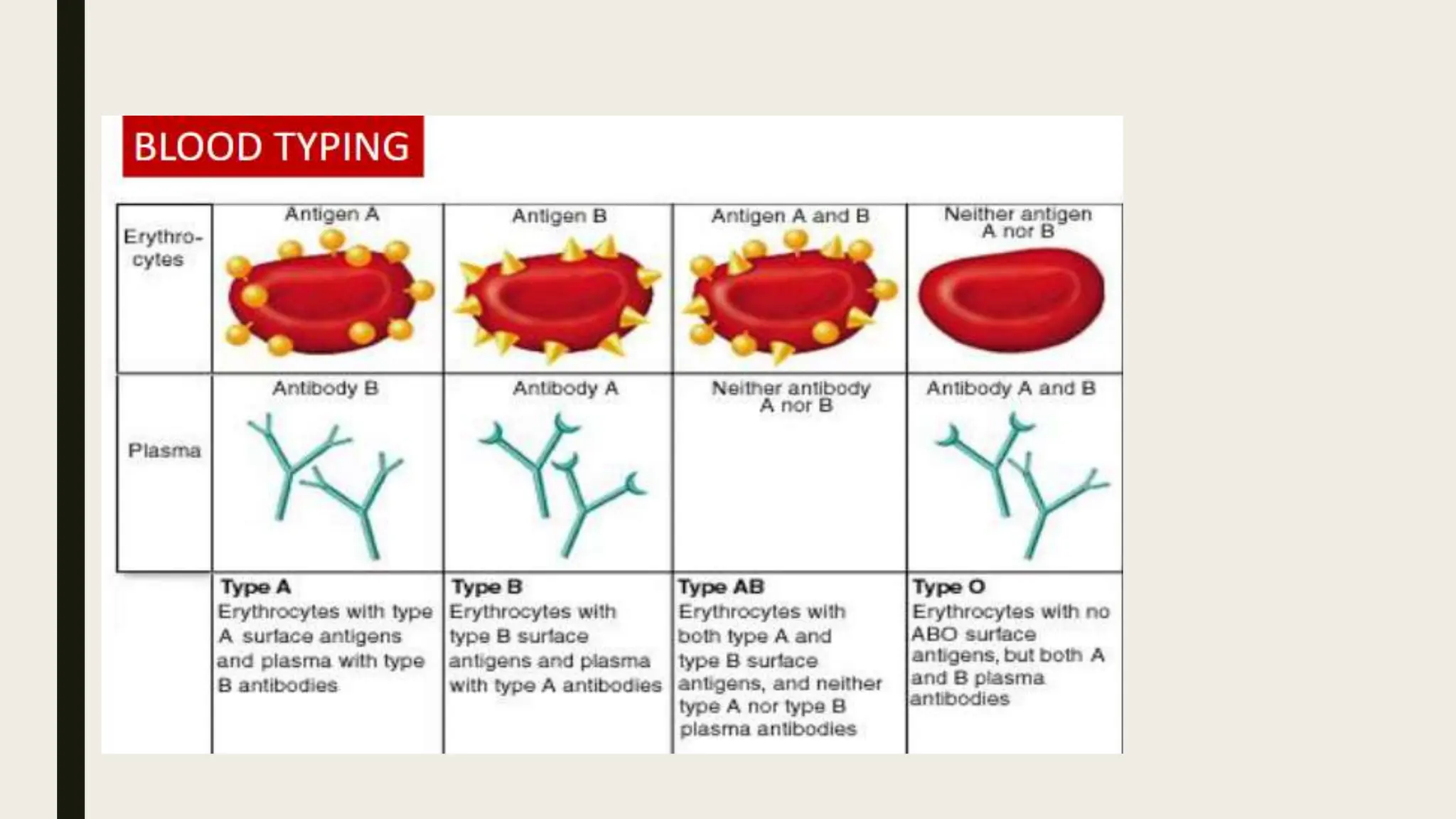 Crossmatch & Transfusion Procedure Hospital | PPTX