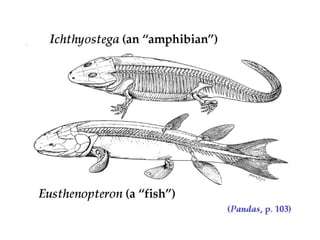 Crossopterygians | PPT