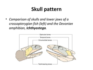 Crossopterygians | PPT