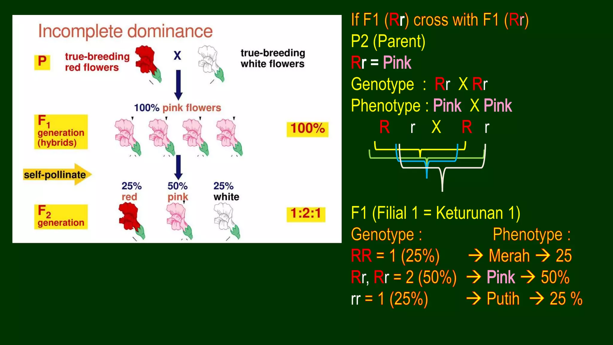 CROSS (PERSILANGAN).pptx | Genetics | Science