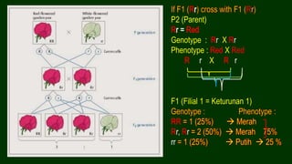 CROSS (PERSILANGAN).pptx | Genetics | Science