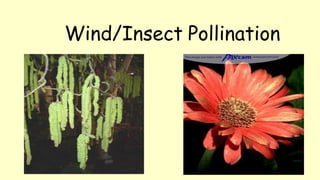 Cross pollination in plants | PPT