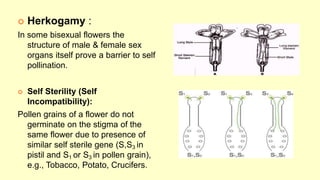 Cross pollination in plants | PPT