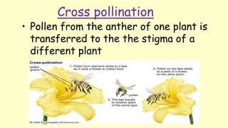 Cross pollination in plants | PPT