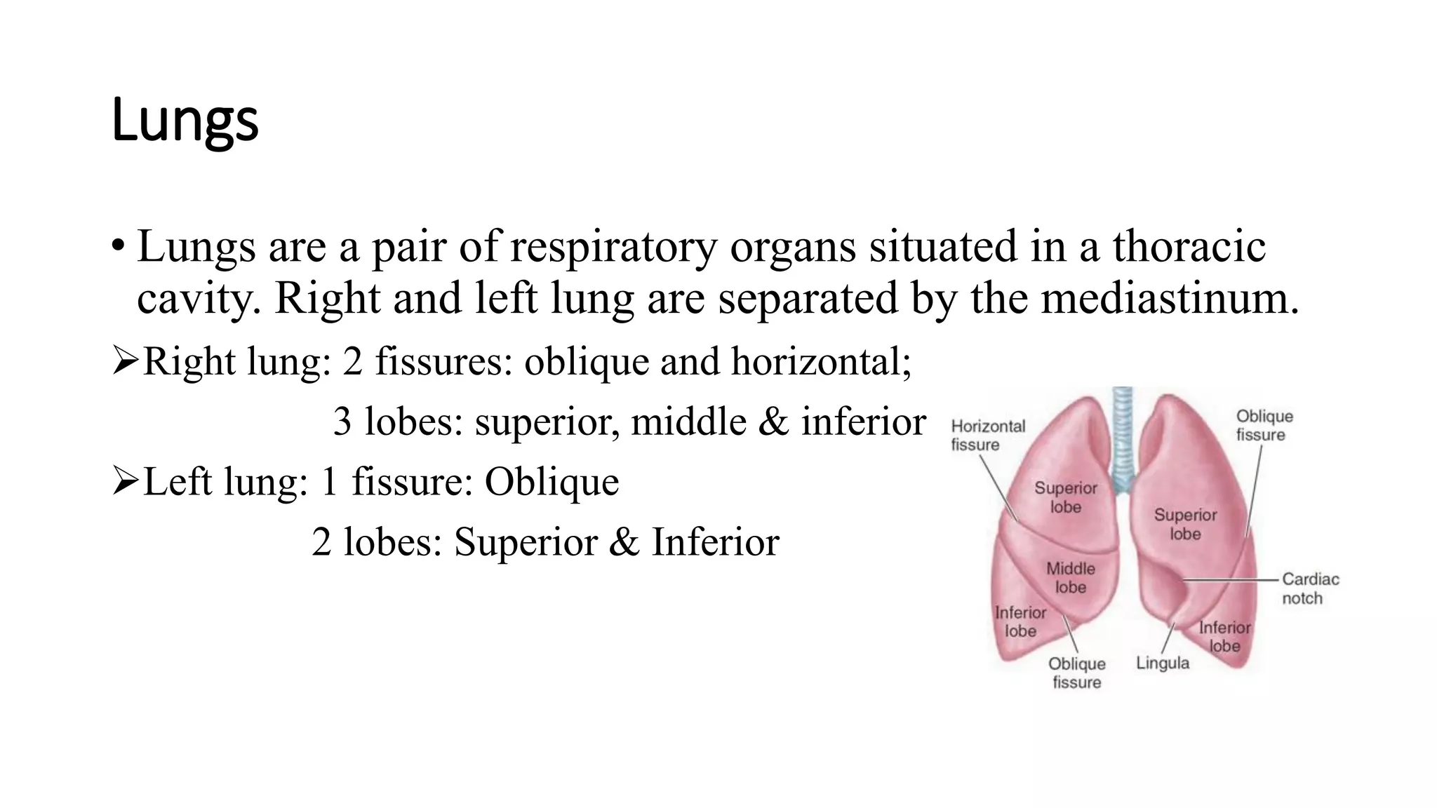 Cross sectional anatomy of chest by Dr. Milan Silwal, Resident, NAMS ...