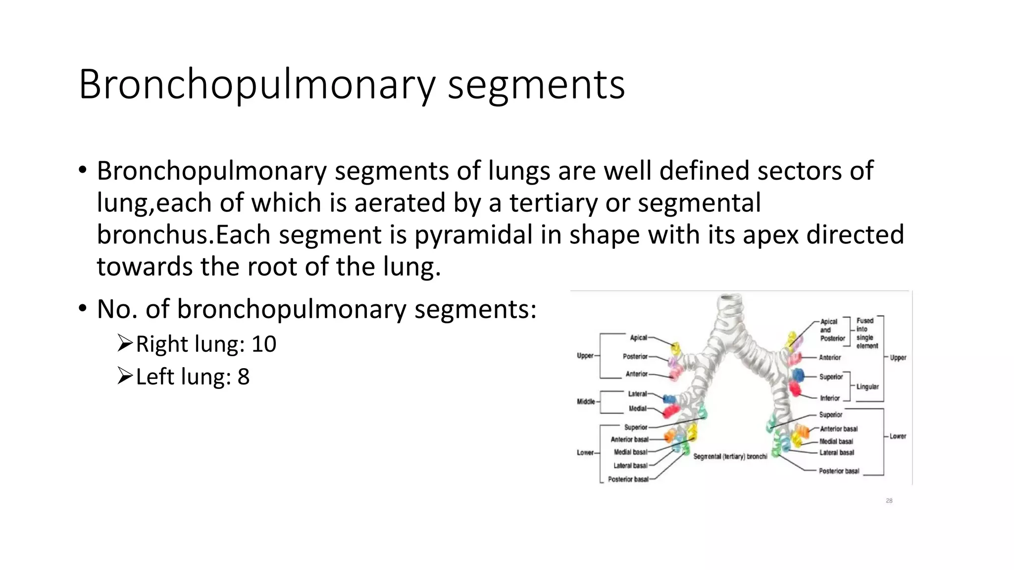 Cross sectional anatomy of chest by Dr. Milan Silwal, Resident, NAMS ...