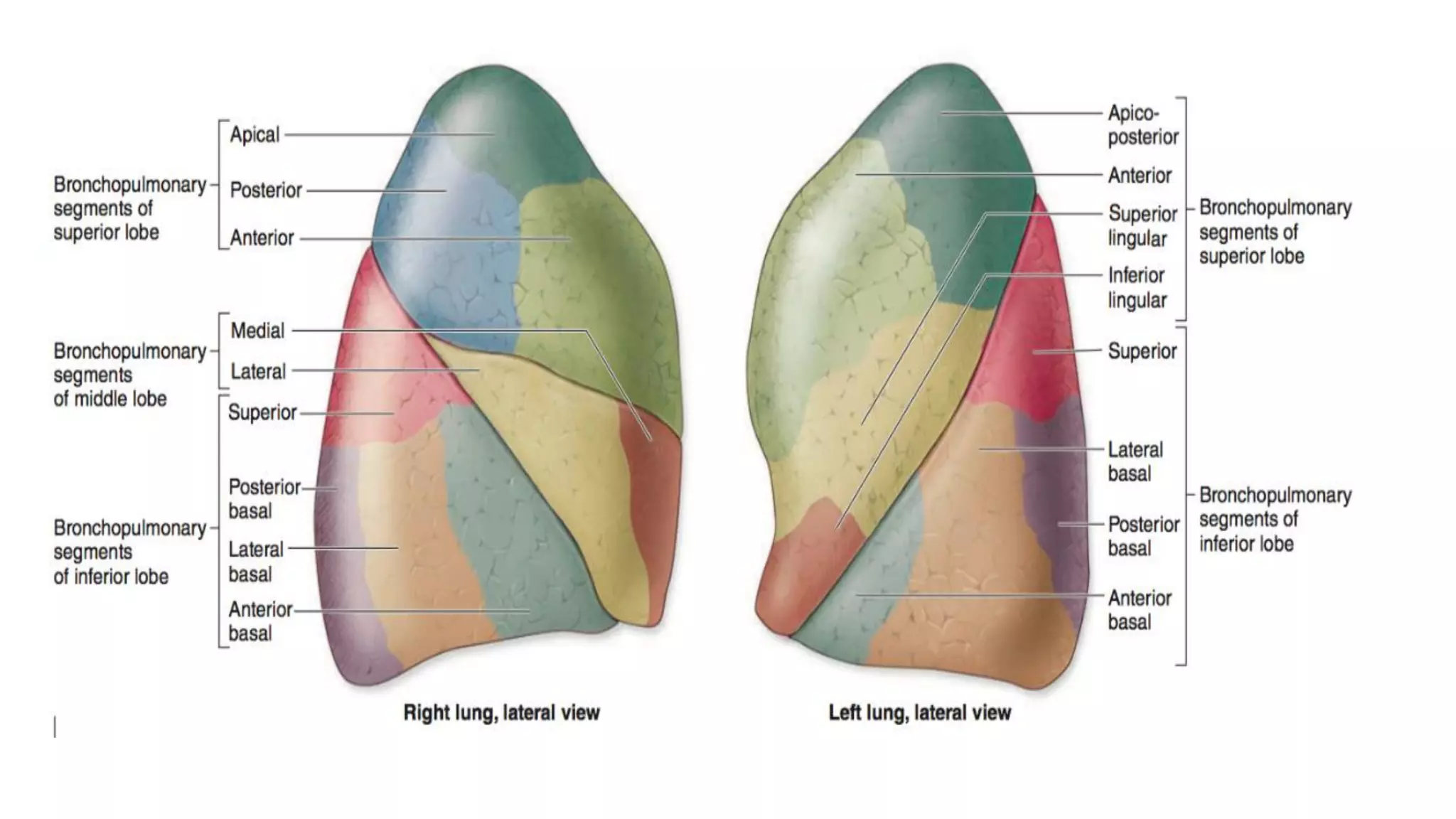 Cross sectional anatomy of chest by Dr. Milan Silwal, Resident, NAMS ...