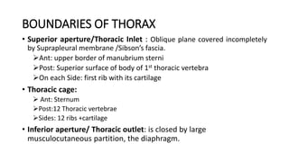 Cross sectional anatomy of chest by Dr. Milan Silwal, Resident, NAMS ...