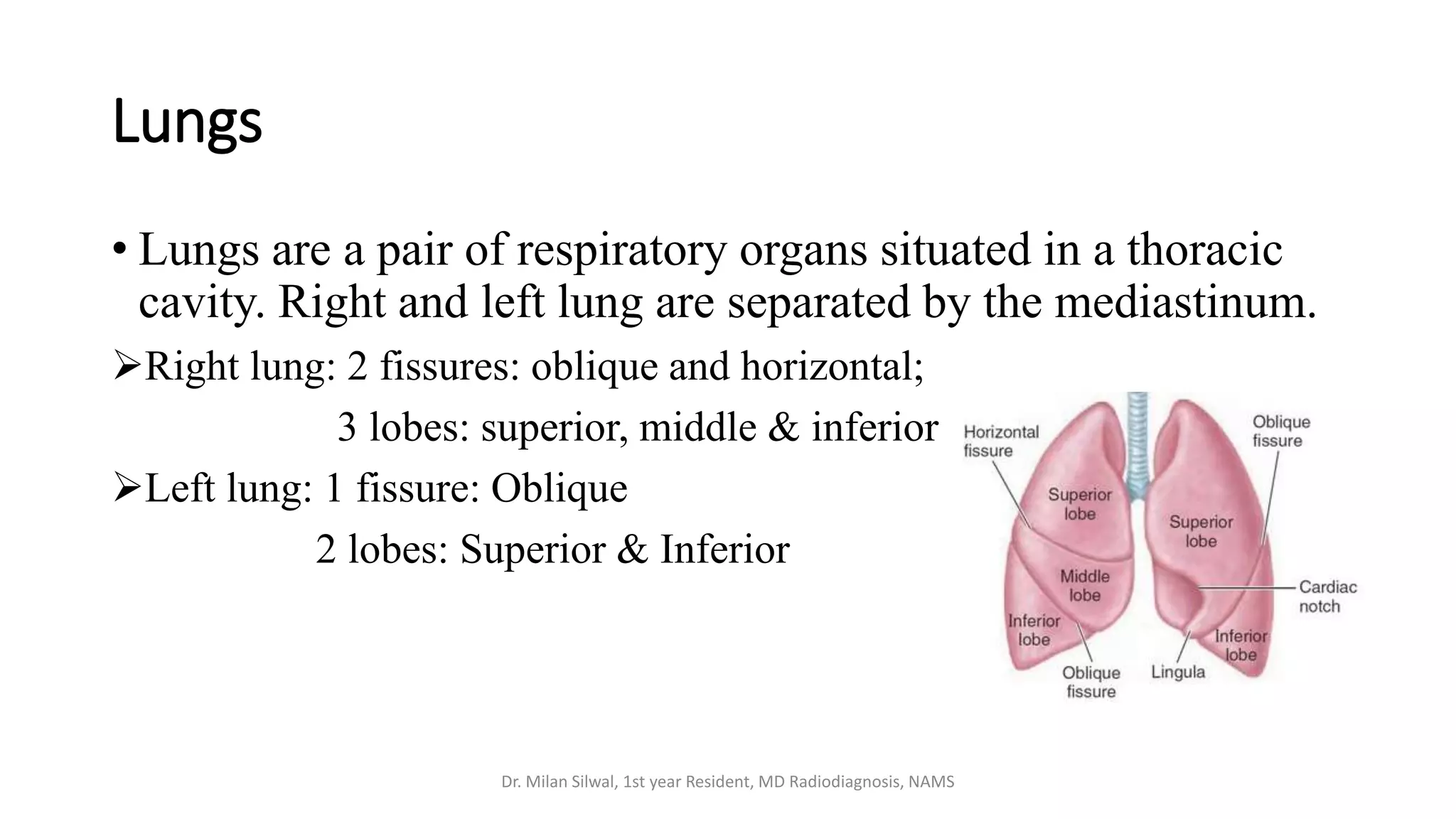 Cross sectional anatomy of chest by Dr. Milan | PPTX